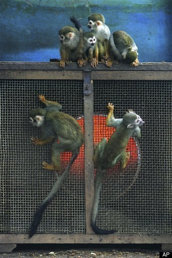 NASA To Start Irradiating Monkeys | HuffPost Life