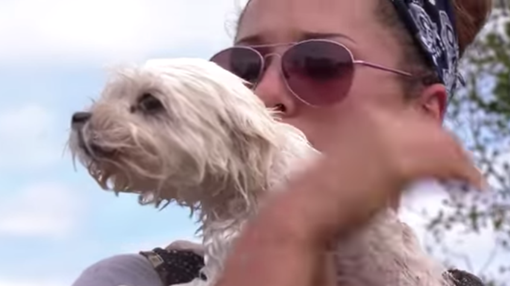 Plucky Dog Survives Florence Flooding By Floating On Sofa For A Week ...