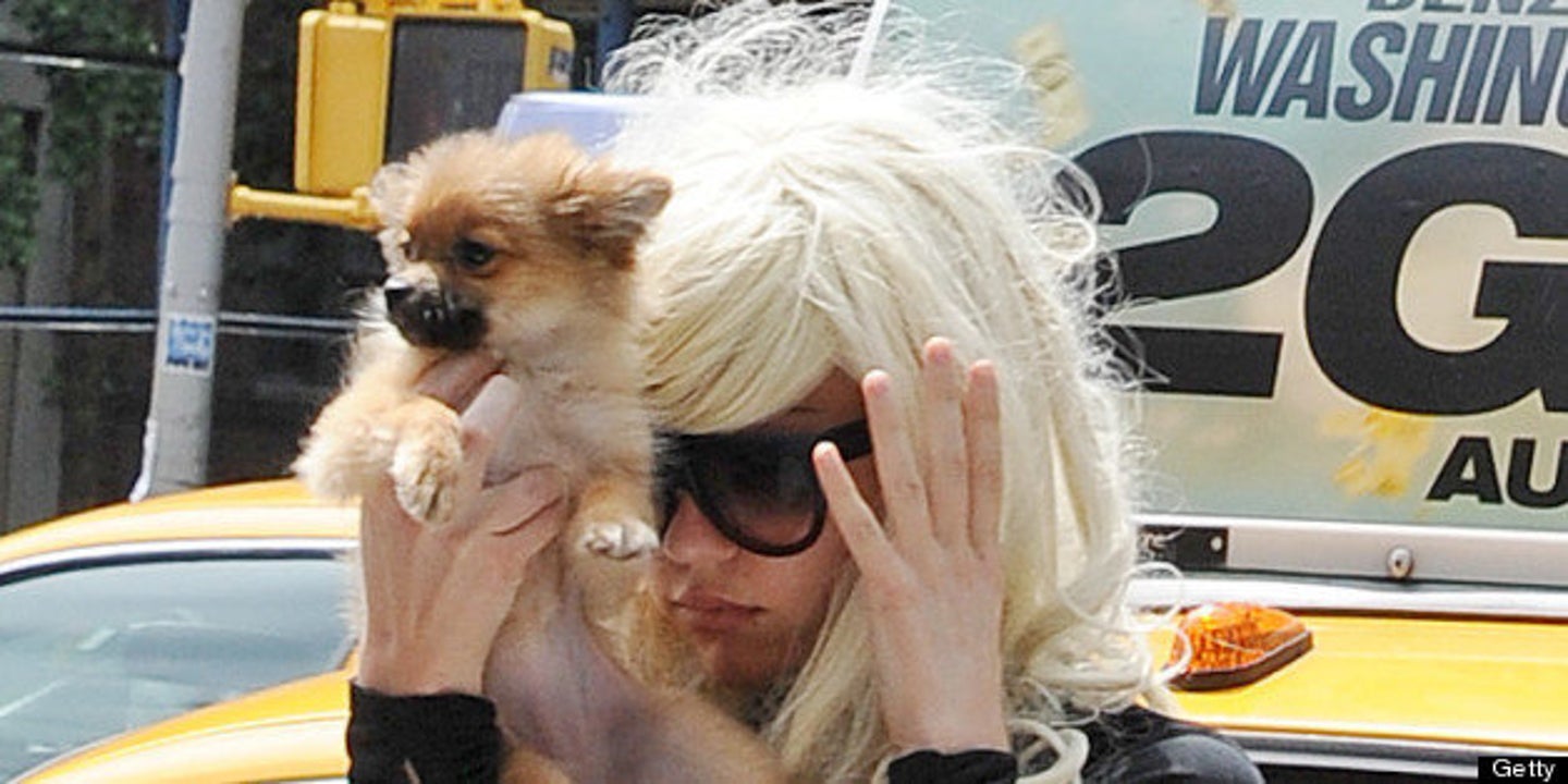 Amanda Bynes Scrambled To Save Gasoline-Soaked Dog After Driveway Fire ...