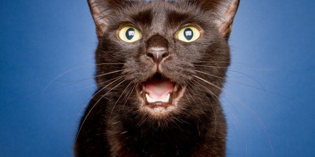 15 Times When It's Totally Appropriate To Catcall | HuffPost Women