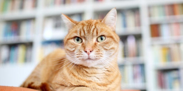 10 Cats Who Live At The Library | HuffPost Entertainment