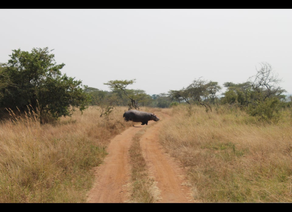 Why Did The Hippo Cross The Road? Lessons On Expectations, Limitations ...