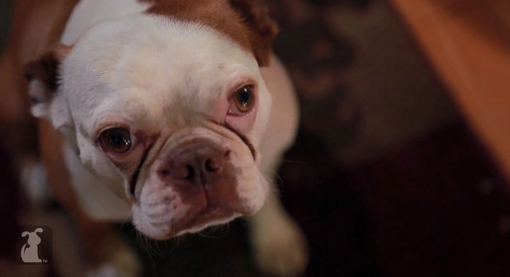 Pawdele 'Rolling In The Deep': Adorable Dog Sings Adele! (VIDEO ...