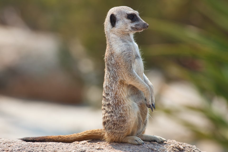 Meerkats: Cuter Than Sloths? (PHOTOS) | HuffPost OWN