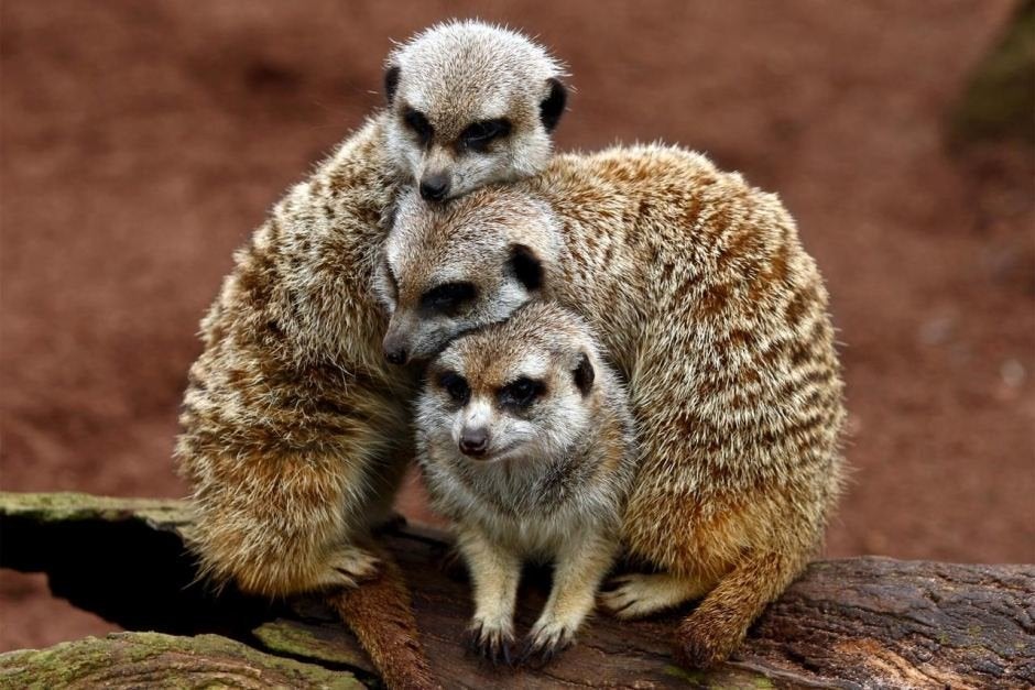 Meerkats: Cuter Than Sloths? (PHOTOS) | HuffPost OWN