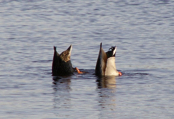 'Animals Talking In All Caps' Shows What Mallards, Bears And Cats Know ...
