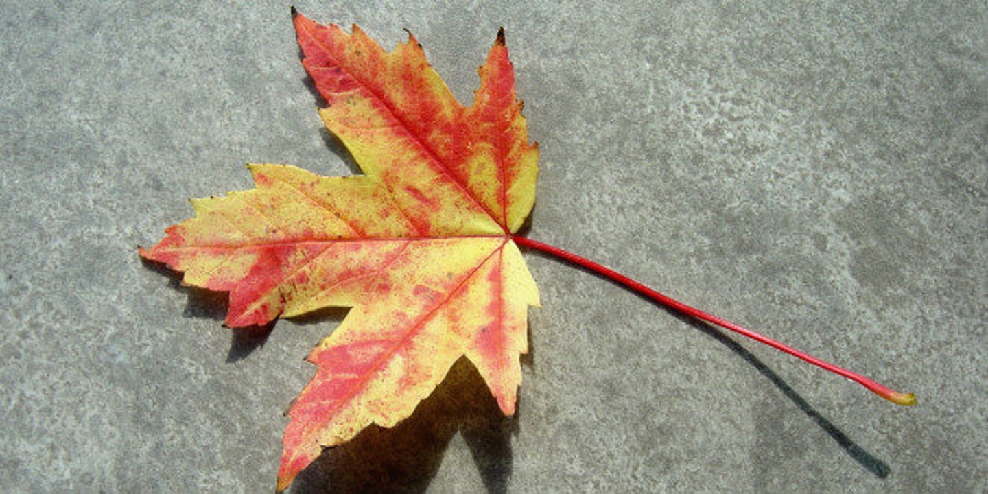 Mabon 2014: Six Ways To Celebrate The Pagan Autumnal Equinox | HuffPost ...