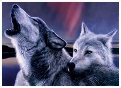 Afghan Wolves: The Case For Palin's Foreign Policy Leadership ...
