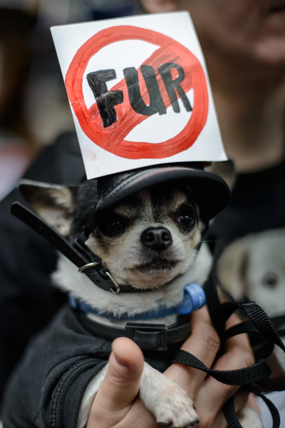 You Might Not Like Politics, But These Protesting Dogs Are Adorable ...
