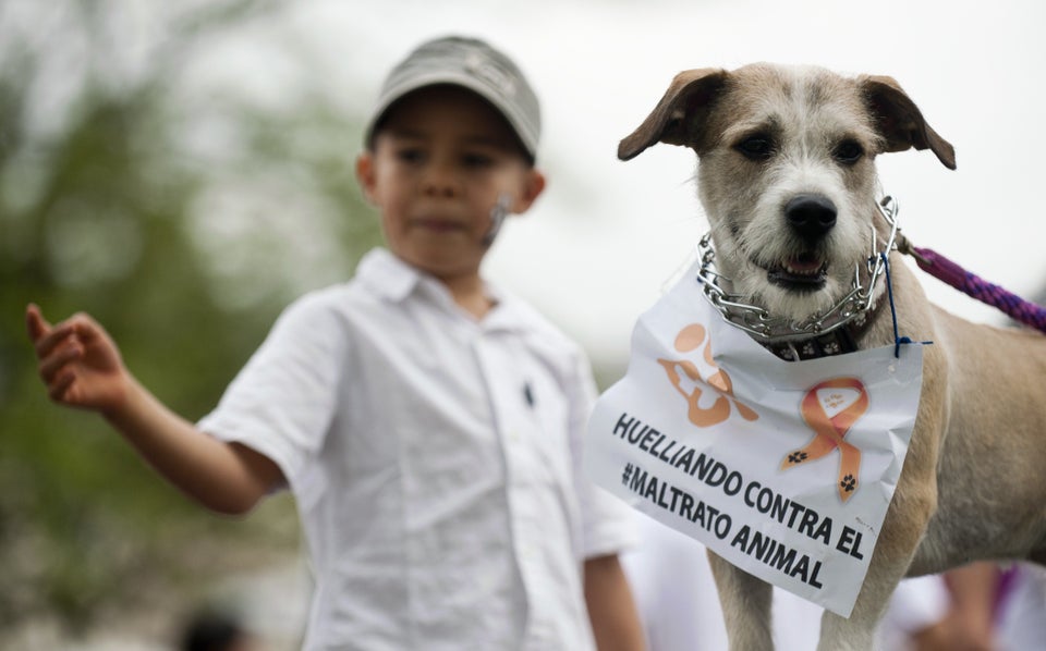 You Might Not Like Politics, But These Protesting Dogs Are Adorable ...