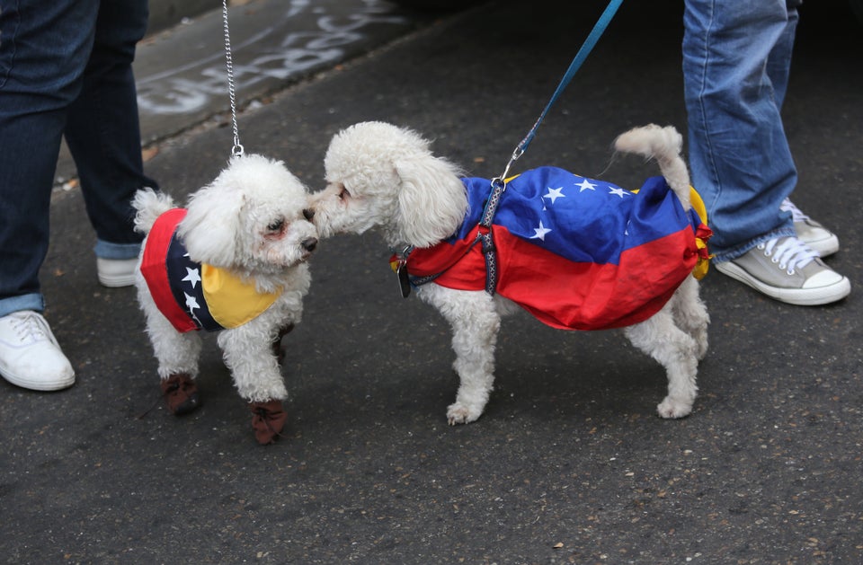 You Might Not Like Politics, But These Protesting Dogs Are Adorable ...
