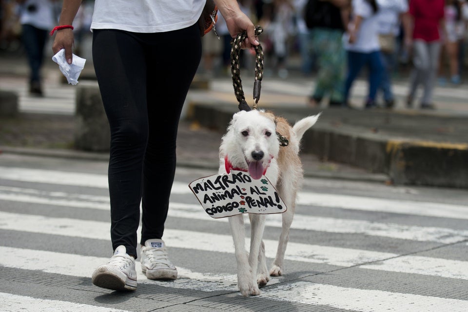 You Might Not Like Politics, But These Protesting Dogs Are Adorable ...