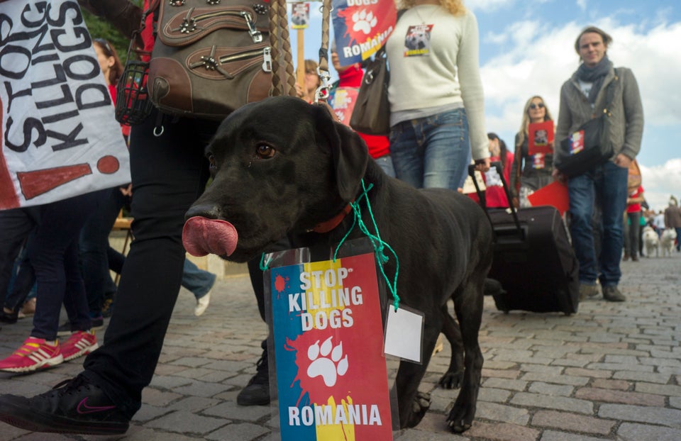 You Might Not Like Politics, But These Protesting Dogs Are Adorable ...