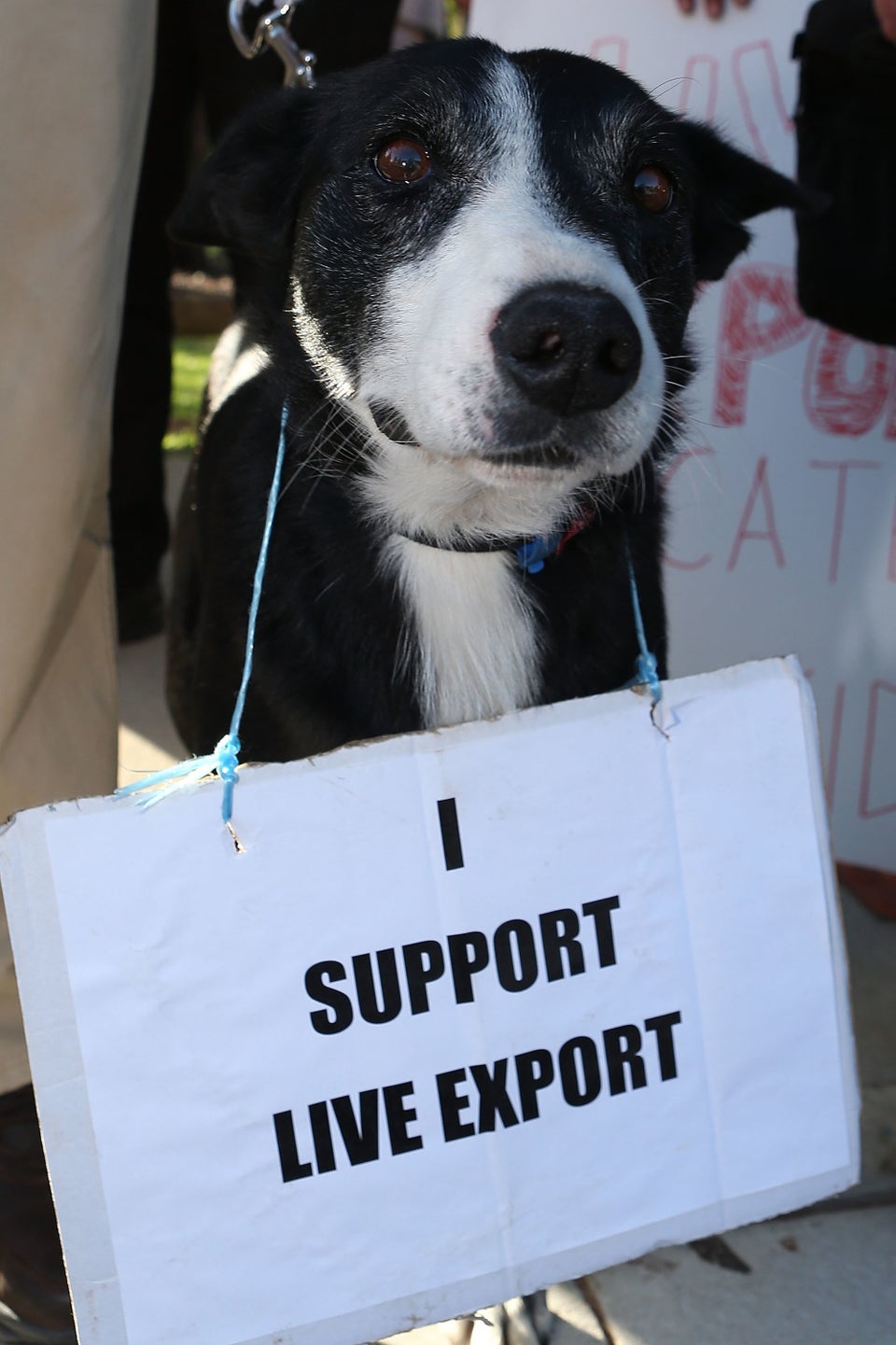 You Might Not Like Politics, But These Protesting Dogs Are Adorable ...