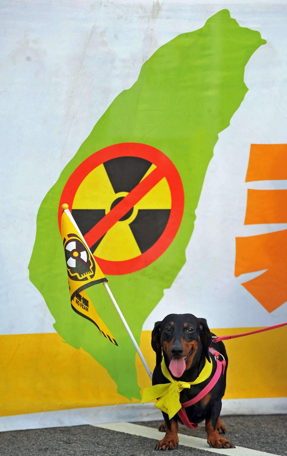 You Might Not Like Politics, But These Protesting Dogs Are Adorable ...