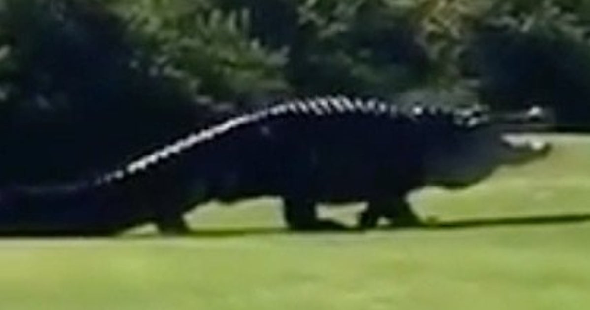 Monster Alligator Stomps Through Florida Golf Course, Freaks Out ...