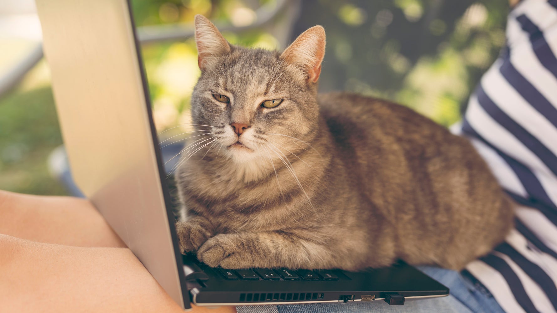 'You Never Realize How Many Shortcuts Your Computer Has Until Your Cat ...