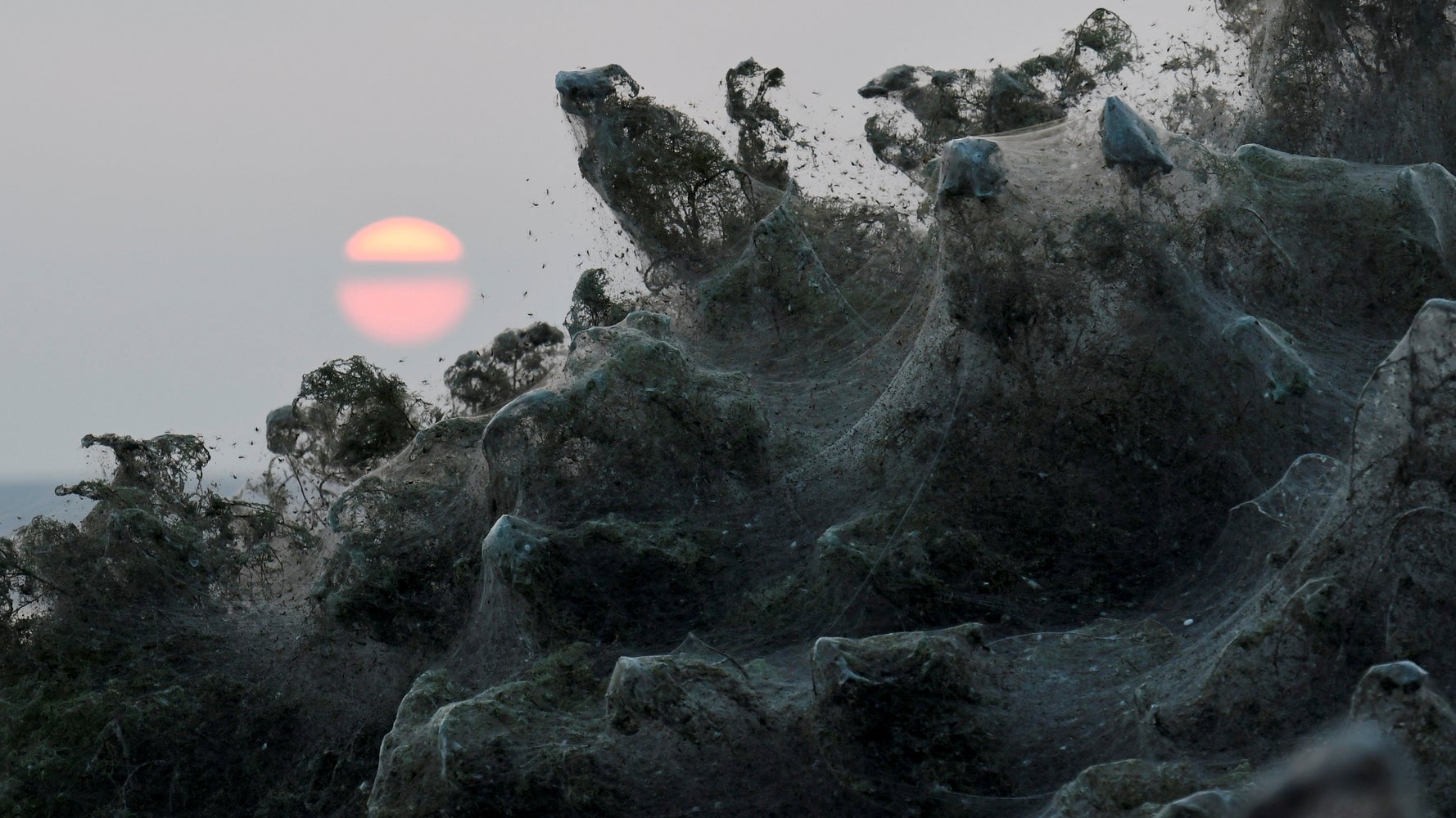 Massive Spider Webs Completely Cover Greek Beach In Surreal Photos ...