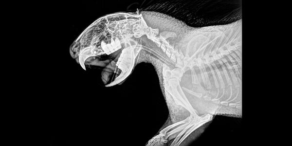 Oregon Zoo Shares Spooktacular Animal X-rays | HuffPost