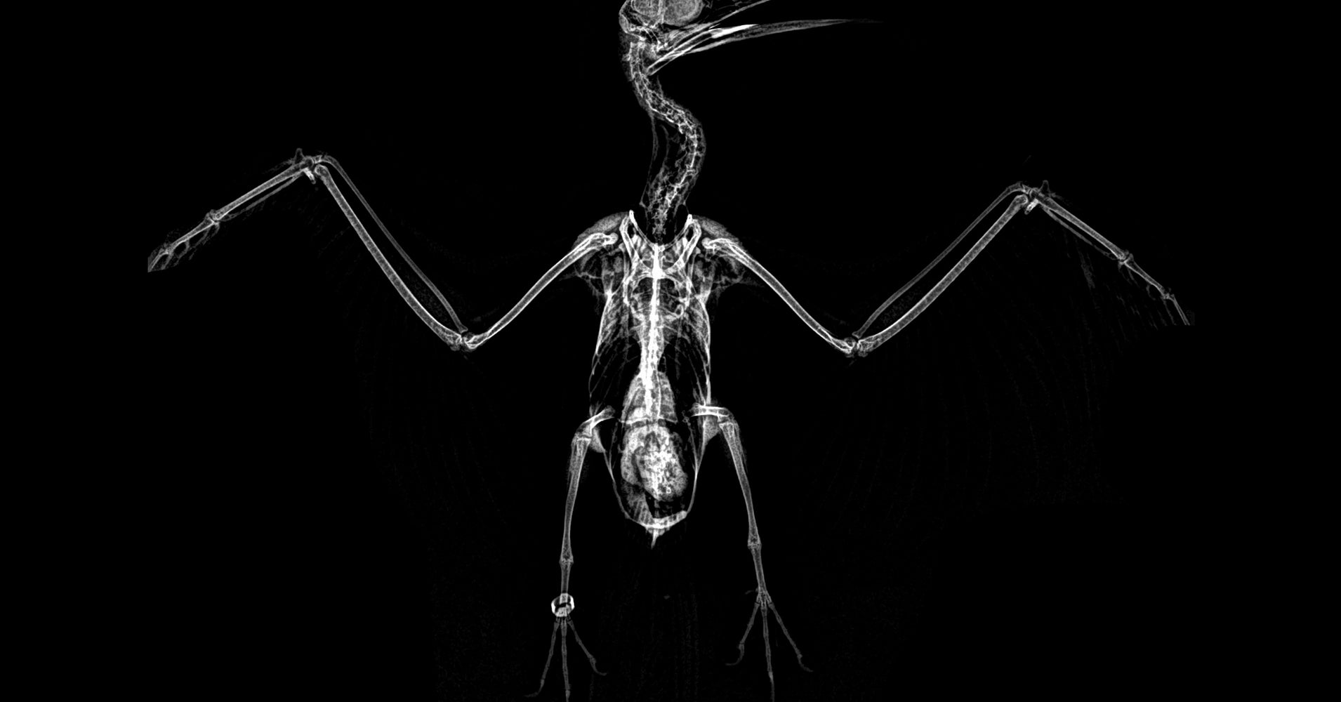 Oregon Zoo Shares Spooktacular Animal X-rays | HuffPost