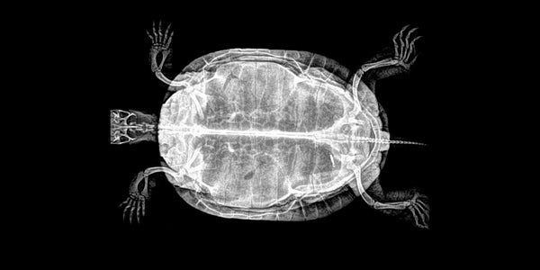 Oregon Zoo Shares Spooktacular Animal X-rays | HuffPost