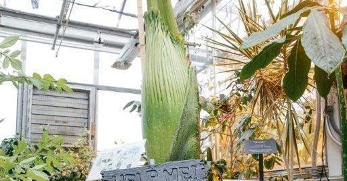 ‘Corpse Flower’ That Stinks Like Dirty Diapers To Bloom At Dartmouth ...