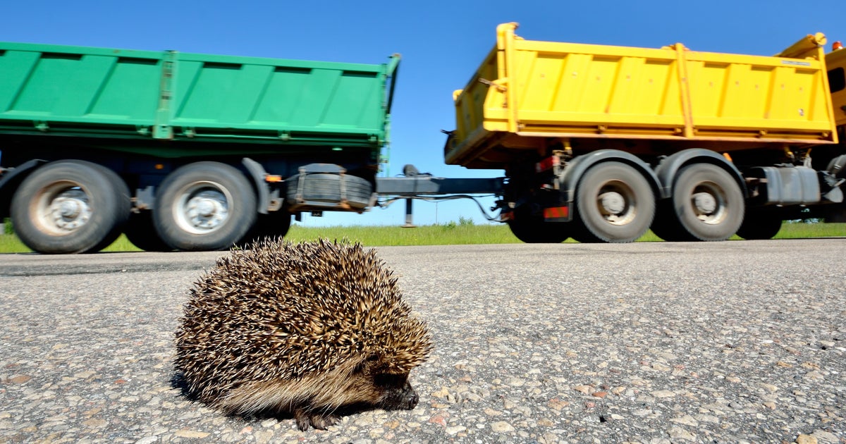 Humans Are 'Destroying' The Planet And Decimating Wildlife, WWF Study ...