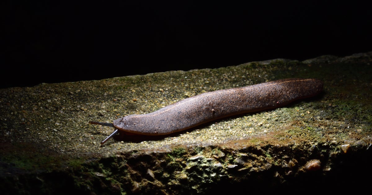 After Sam Ballard's Death, Should Parents Be Worried About Kids Eating ...