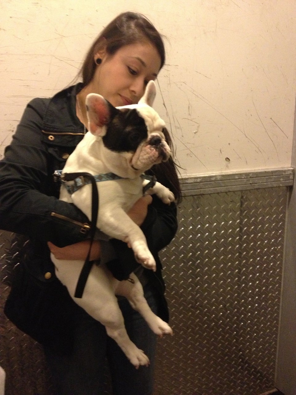 Manny The Frenchie Visits: The World's Most Famous French Bulldog Drops ...