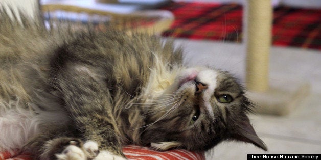Chicago Cats Up For Adoption: Adoptable Pets In The Chicago Area ...