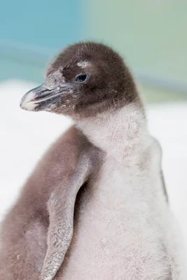 Baby Rockhopper Penguin