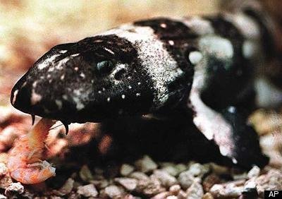 First Virgin Birth Confirmed: Shark Eggs Had No Father, Scientists Say ...