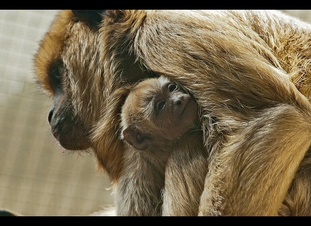 National Zoo Baby Howler Monkey Is Euthanized Due To Metabolic Bone ...