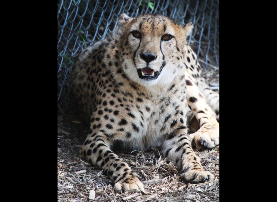 Denver Zoo Twin Cheetahs Marvin And Mojo From 'The Wilds,' Ohio ...