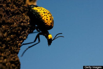Colorado Using Beetles To Eradicate Invasive Weed Species | HuffPost Denver