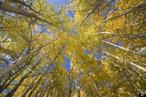 Aspen Trees Dying Off; Scientists Still Don't Have Definitive Reason ...