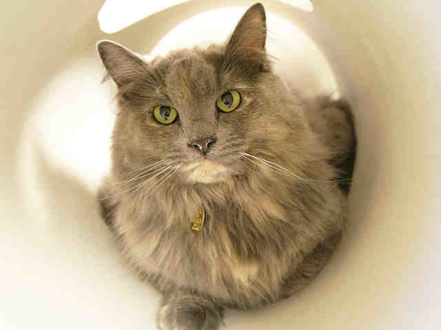 Adopt-A-Shelter-Cat Month: Celebrate With One Of Your Own Courtesy Of ...