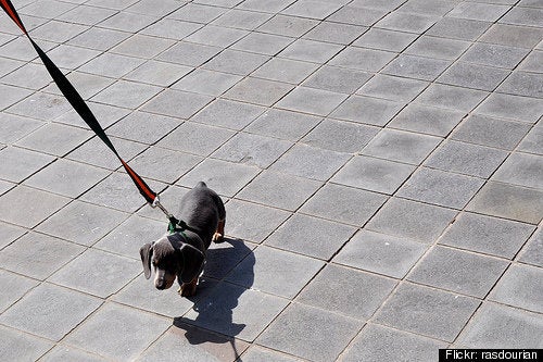 Denver Dog Ban--It's Not Just For Pit Bulls Anymore | HuffPost Denver