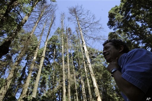 Colorado Bark Beetle Epidemic Could Have Silver Lining, Scientists Say ...