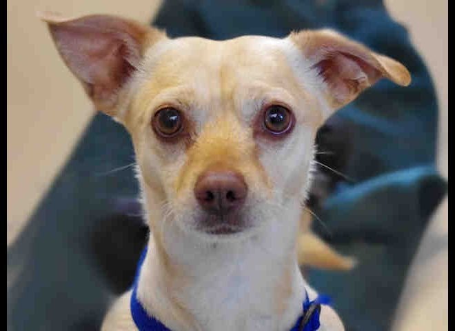 Cats And Dogs Available For Adoption In The Denver Area (PHOTOS ...