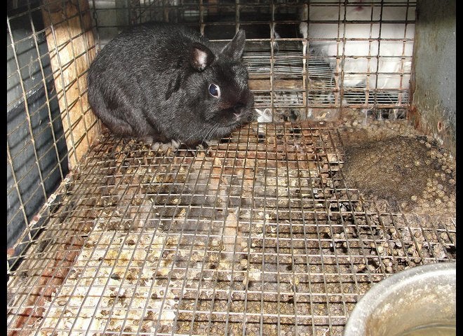 Debe Bell, Owner Of Six Bell's Farms, Faces 25 Charges Of Animal ...