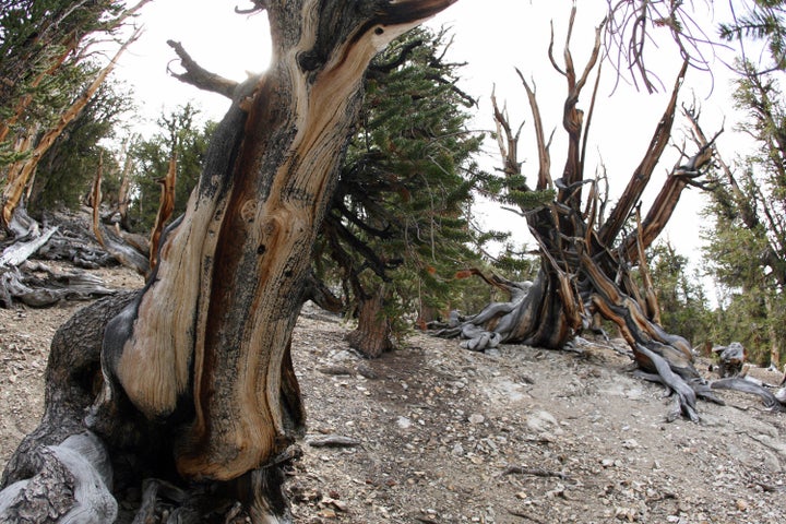 Man On Quest To Find Colorado's Oldest Tree | HuffPost Denver