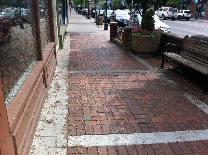 They're Back: Fishflies Invade Grosse Pointe | HuffPost Detroit