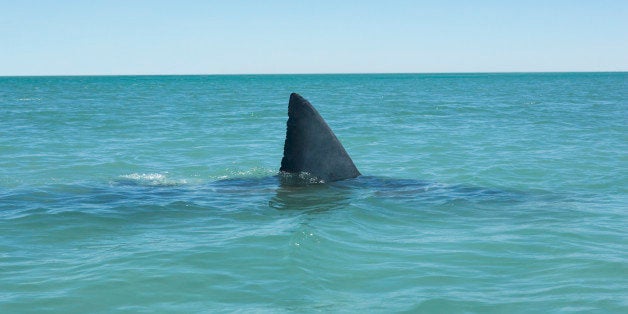 10-Foot Bobbit Worm Is The Ocean's Most Disturbing Predator | HuffPost ...