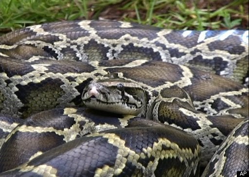 Pythons, Kitties, and Snails, Oh My! : Invasive Species Taking Over the ...