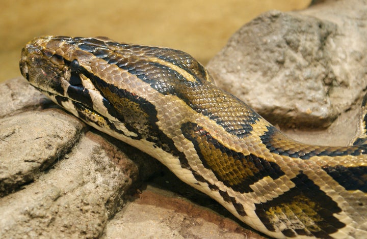 Burmese Python Initiative Sets Up Intermediary Adoption Center For ...