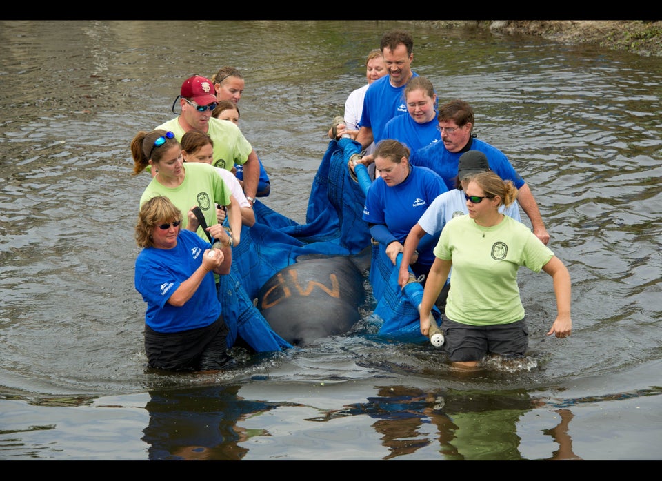SeaWorld Orlando Releases Two Rescued Manatees Back Into Natural ...