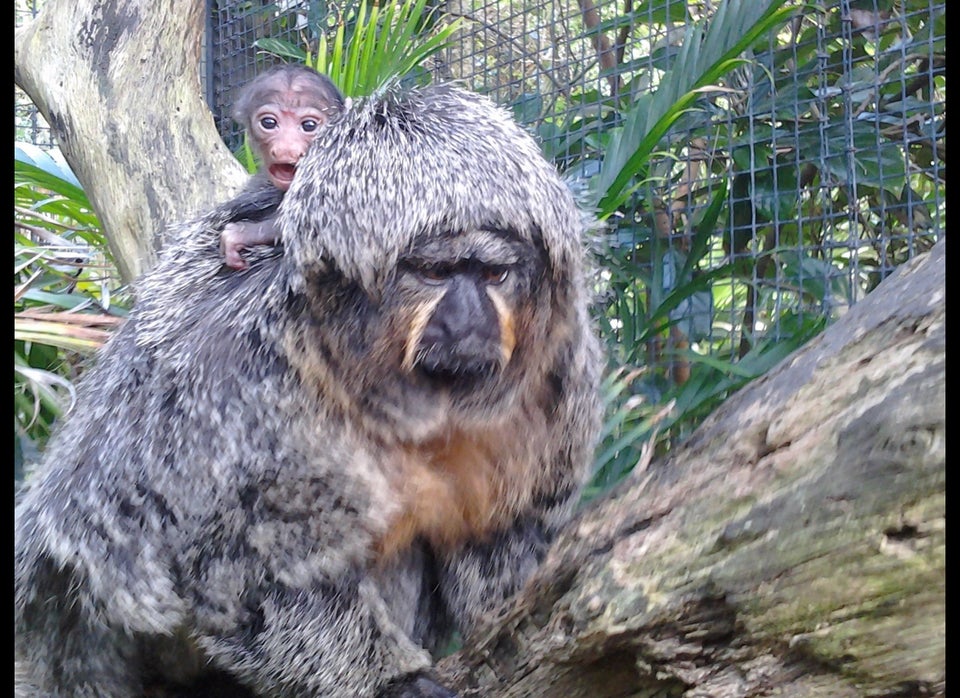 Baby Saki Monkey Born At Brevard Zoo (PHOTOS) | HuffPost Miami