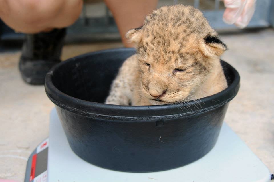 Look At This Lion Cub In A Bucket And Forget About The Shutdown For A ...