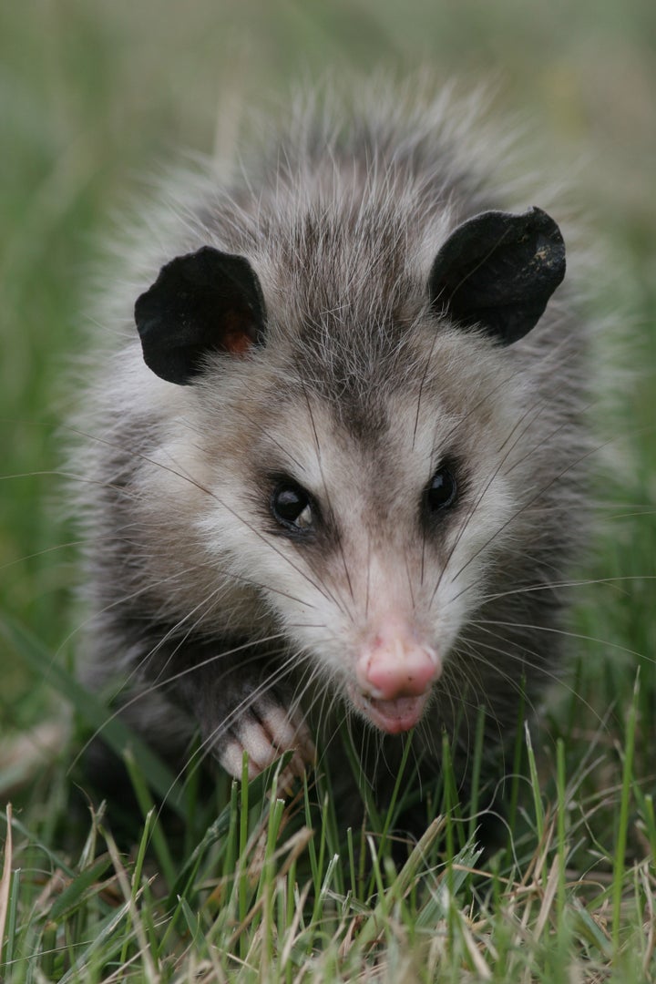 Opossum Spotted On Bronx-Bound D Train Causes Evacuation | HuffPost New ...